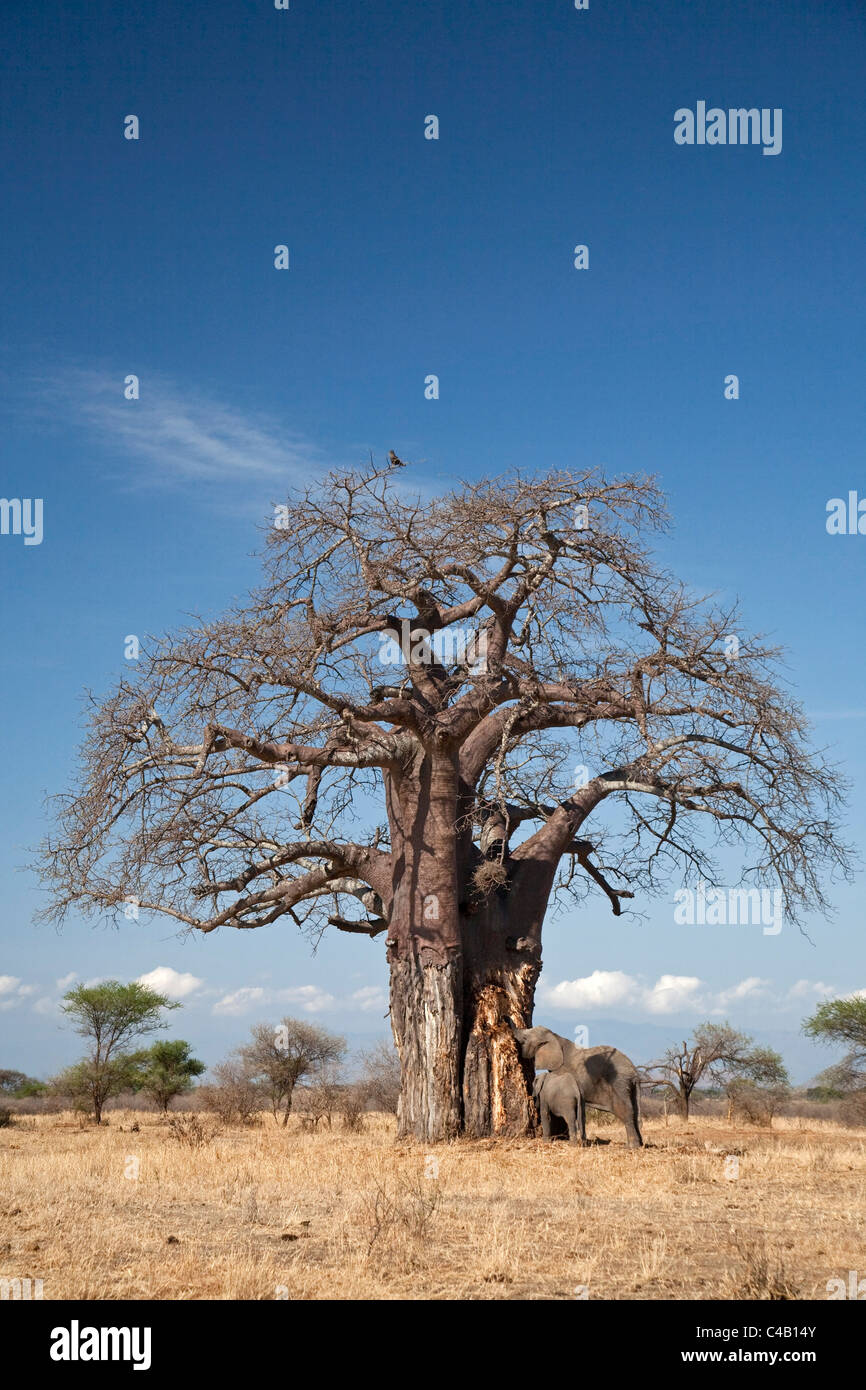 Elephant and baobab hi-res stock photography and images - Alamy