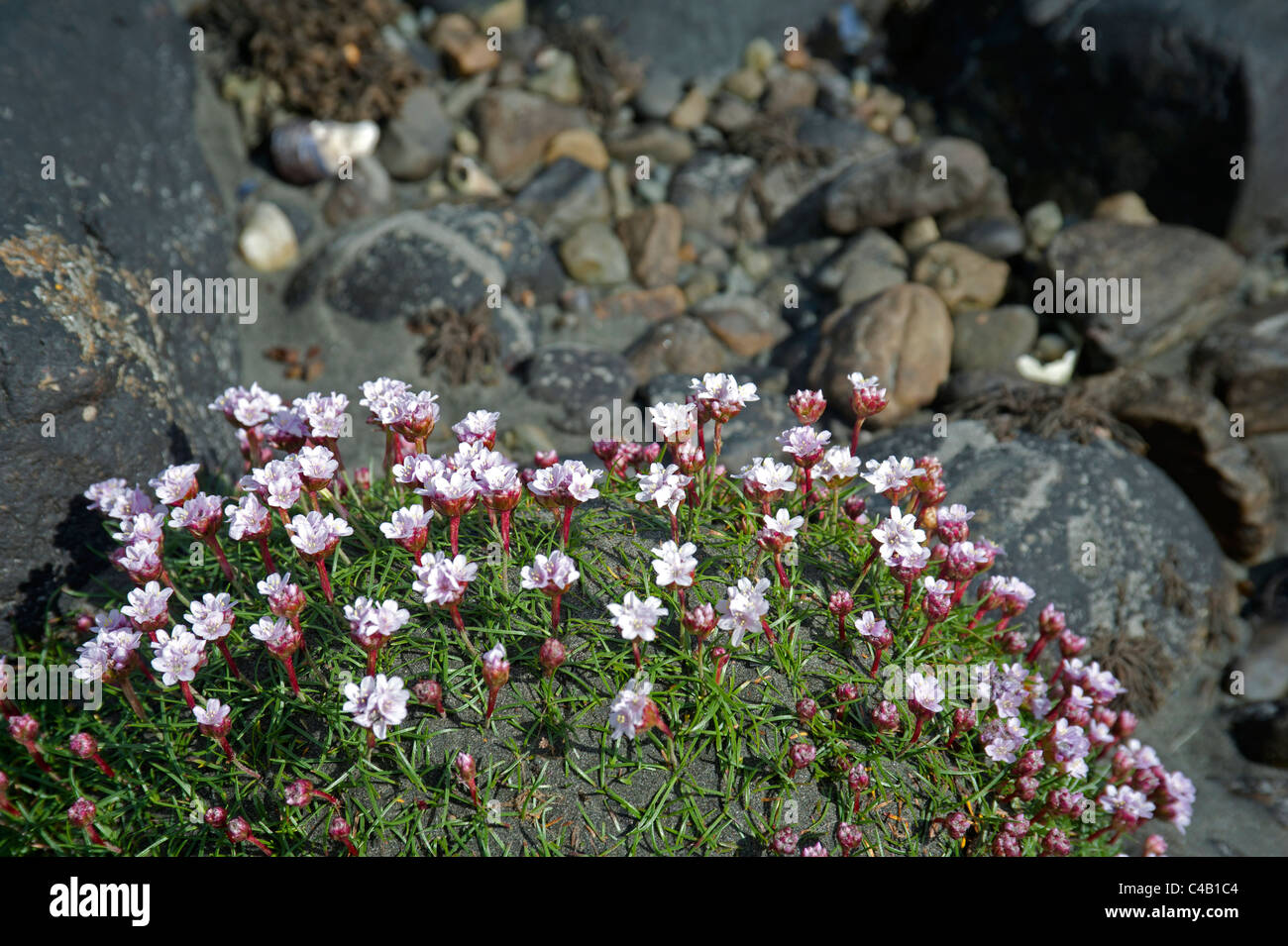 Sea Pinks on the shores of Lochbuie, Isle of Mull, Argyll. SCO 7146 ...