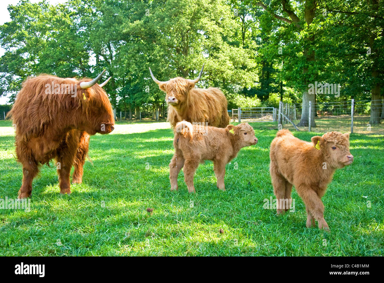 Highland cattle with calves Stock Photo - Alamy