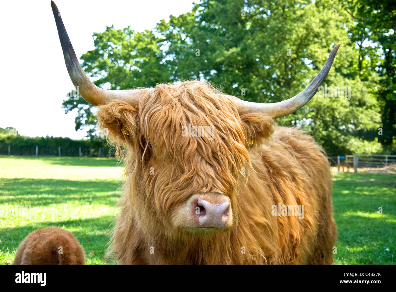 Kyloe beef cattle with long horns hi-res stock photography and images ...