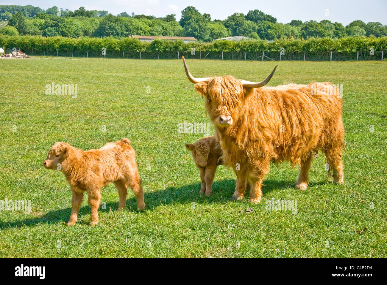 Highland cattle calves hi-res stock photography and images - Alamy