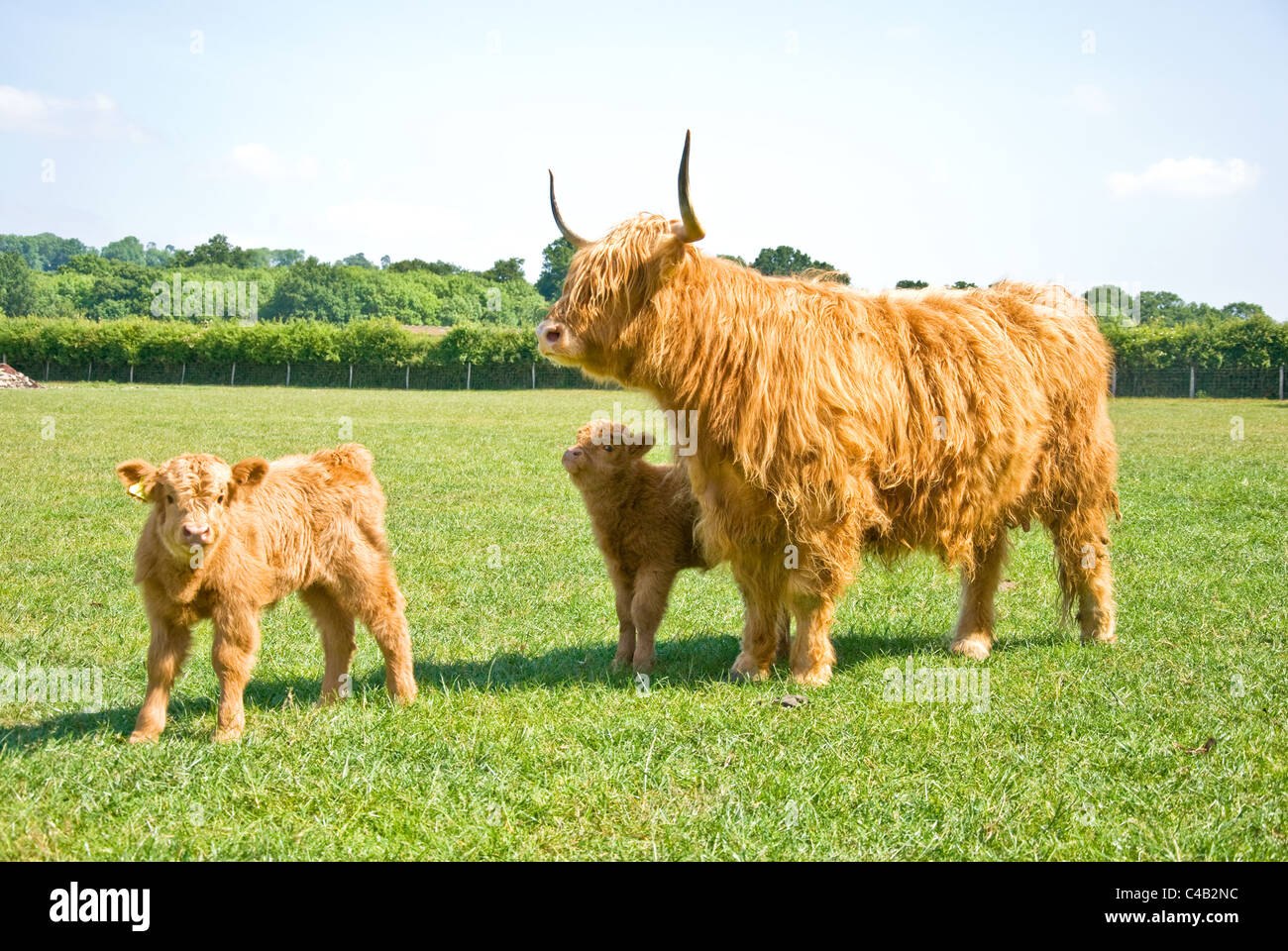 Highland cattle with calves Stock Photo - Alamy