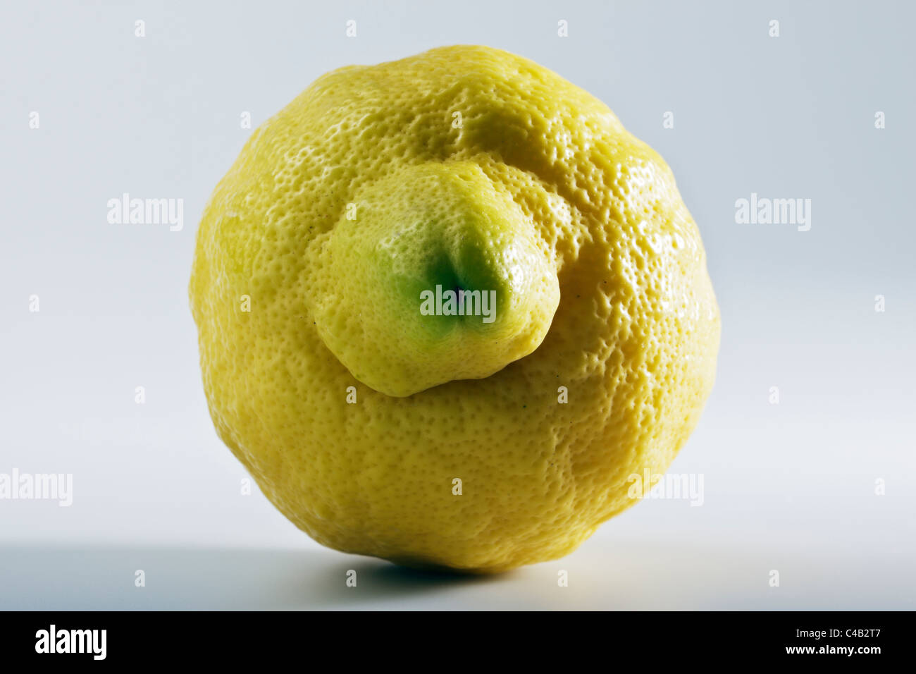 Close up a lemon against a plain background. The pattern on the skin ...