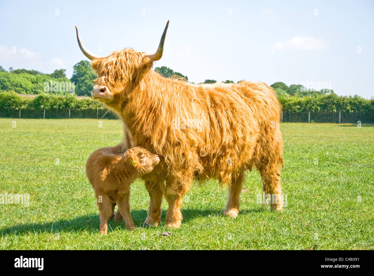 Highland cow with female calf Stock Photo - Alamy