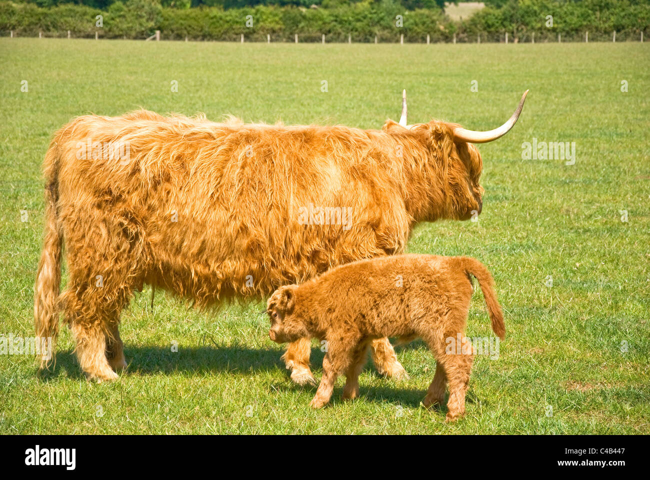 Calf and cow bonding hi-res stock photography and images - Alamy