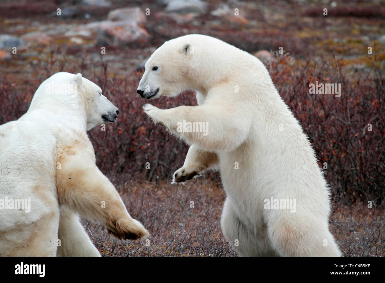 Fighting Polar Bear