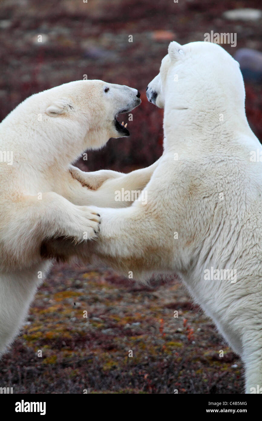 Churchill, Manitoba, Canada. Male polar bears fighting on tundra ...
