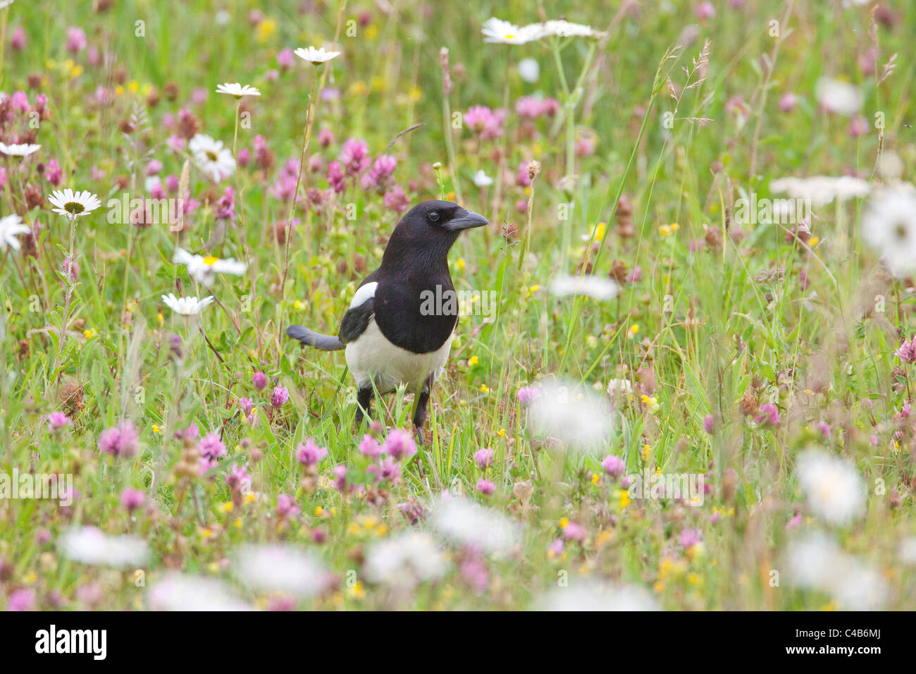 Magpie in spring hi-res stock photography and images - Alamy