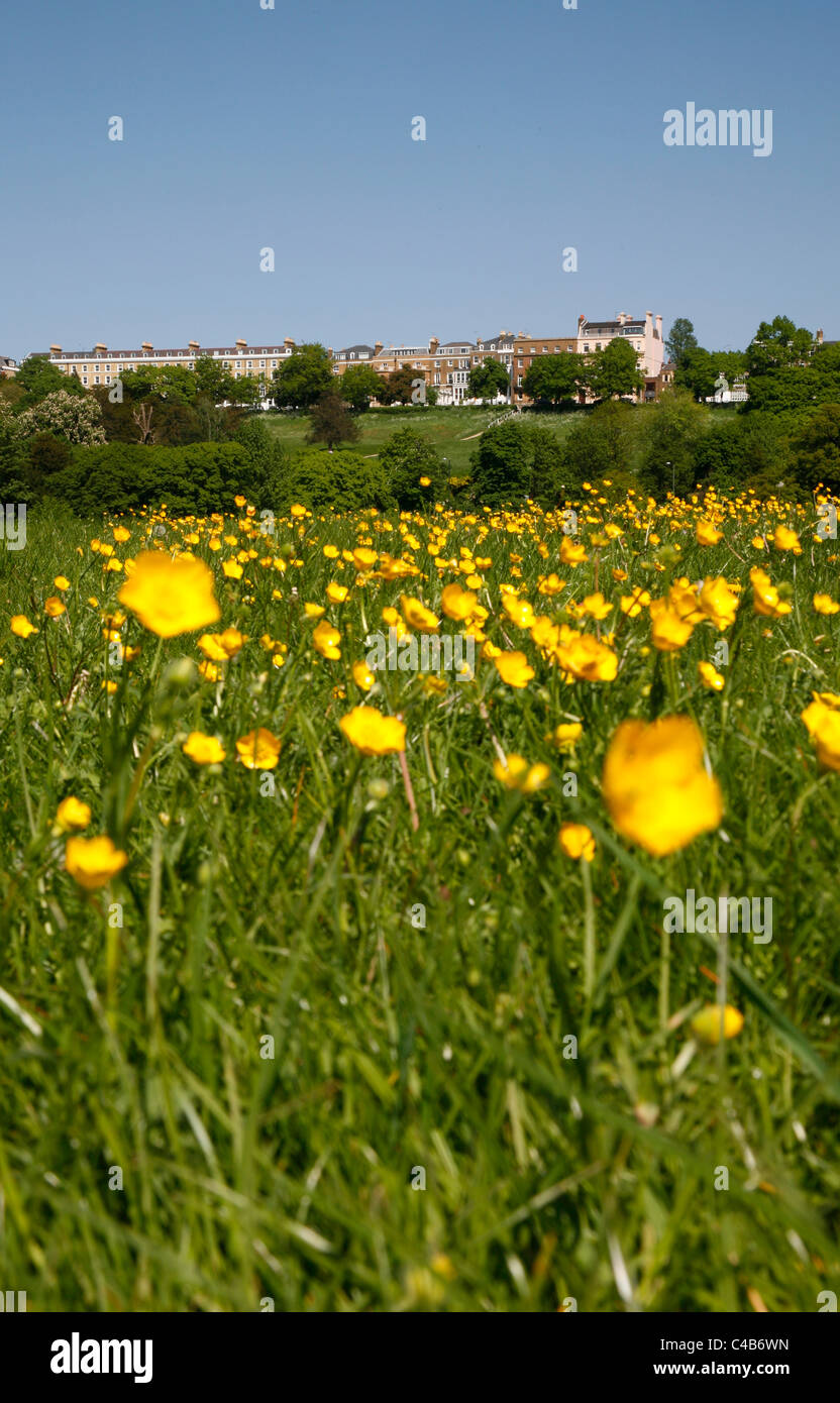 Buttercups in Petersham Meadows in front of Richmond Terrace, Richmond ...
