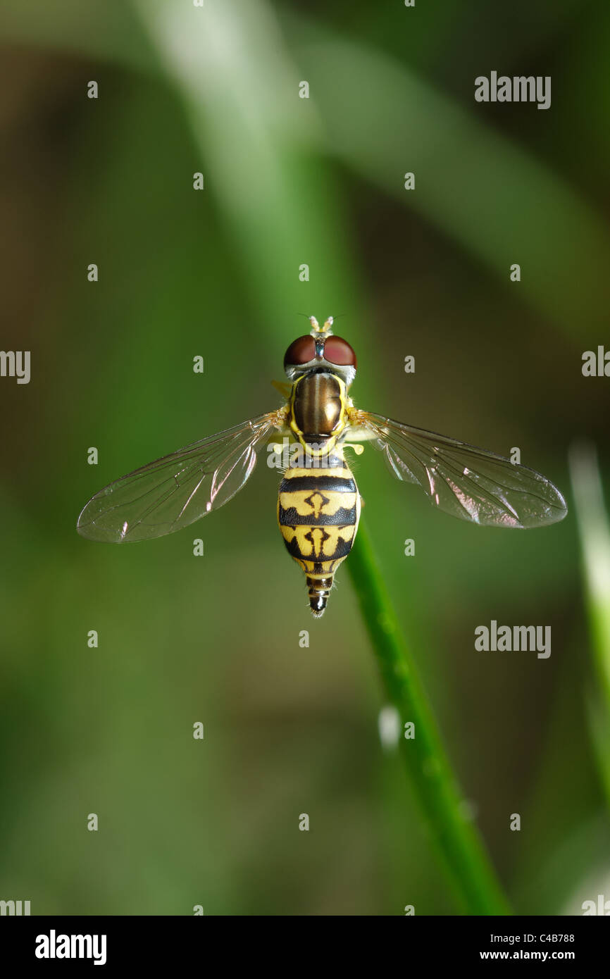 Female hoverfly hi-res stock photography and images - Alamy