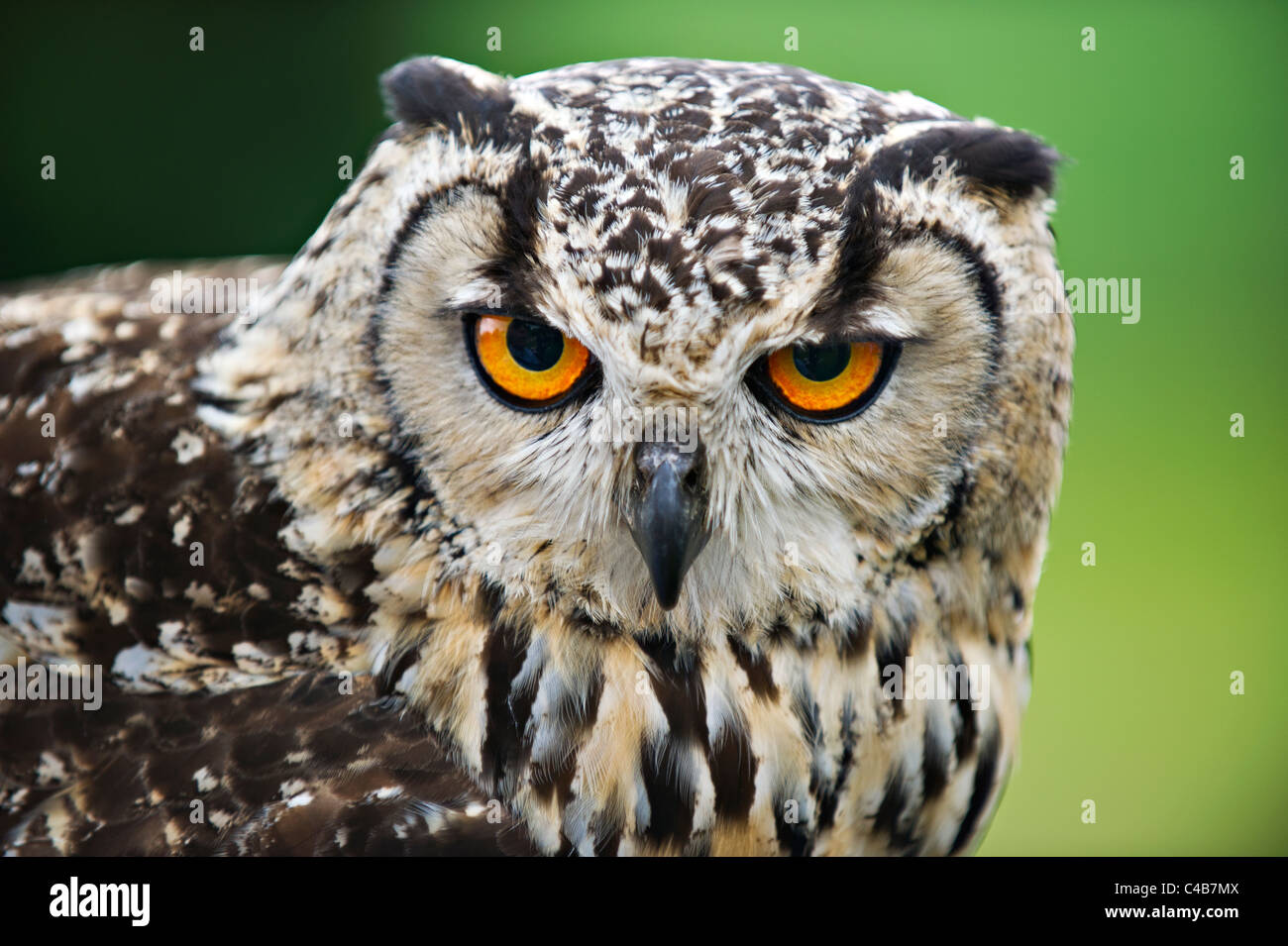 Owls face hi-res stock photography and images - Alamy