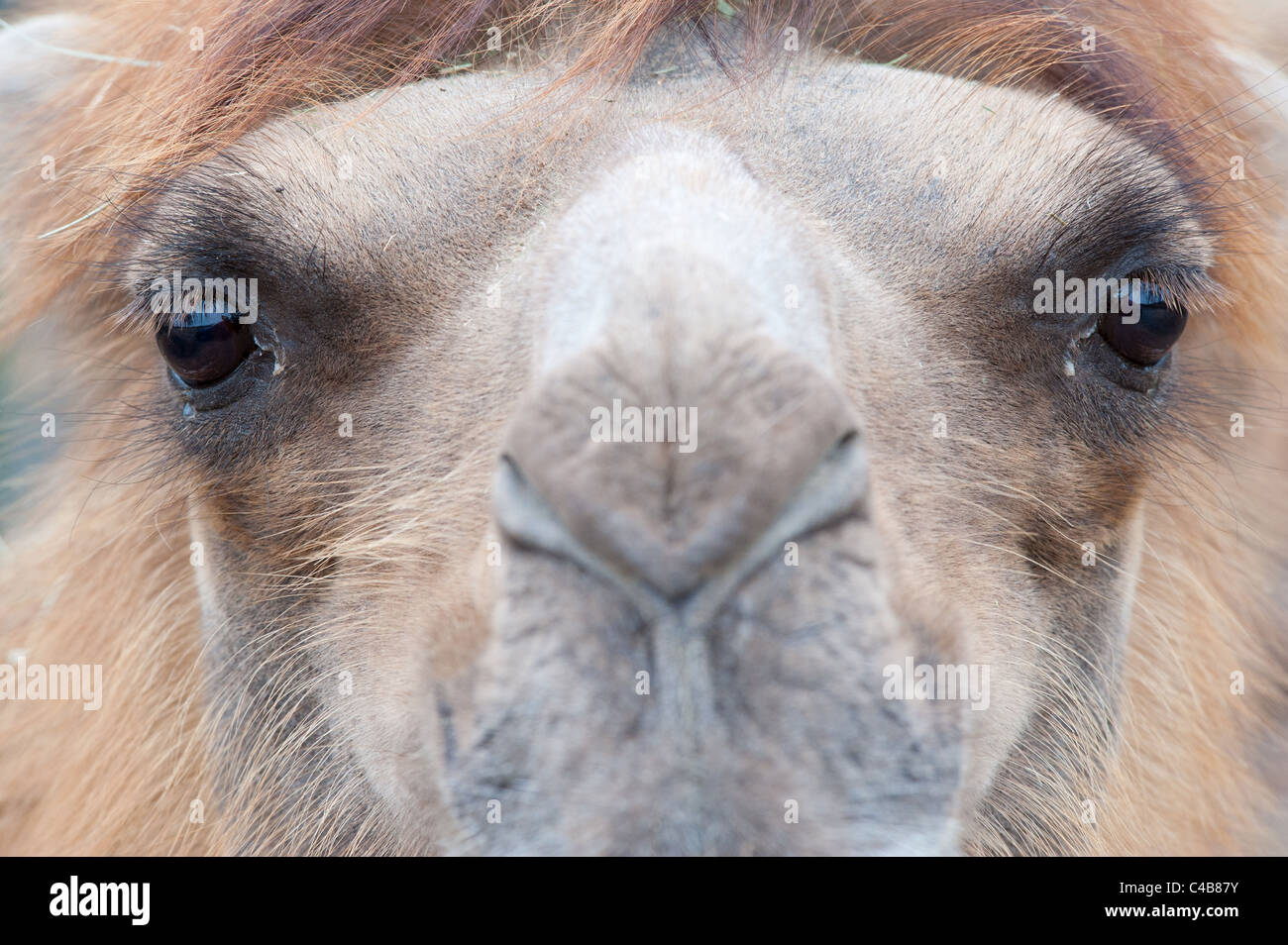 Camel up close hi-res stock photography and images - Alamy