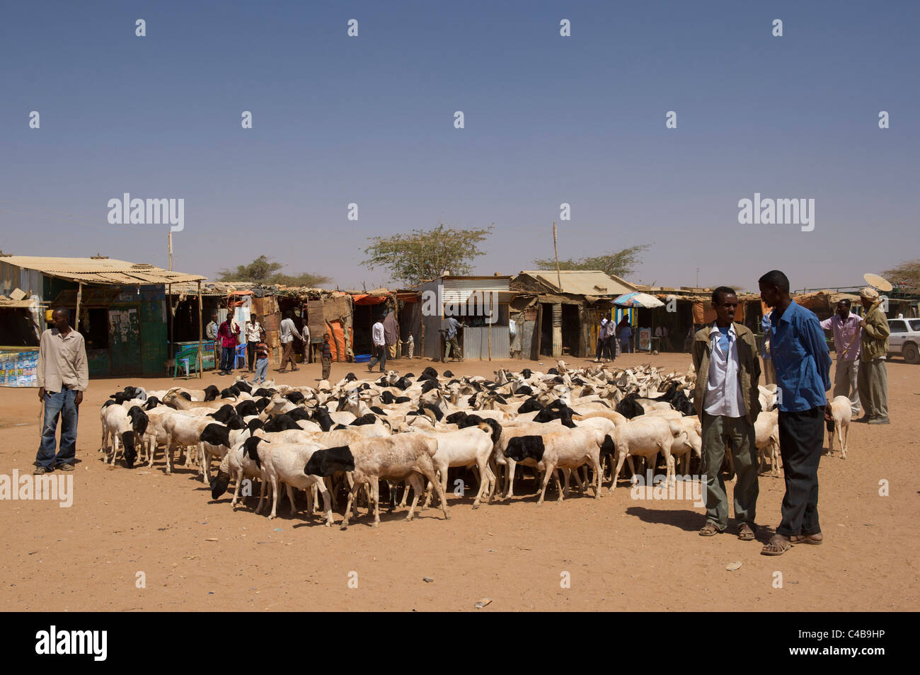 goats for sale at the livestock market, Barao, Somaliland, Somalia ...