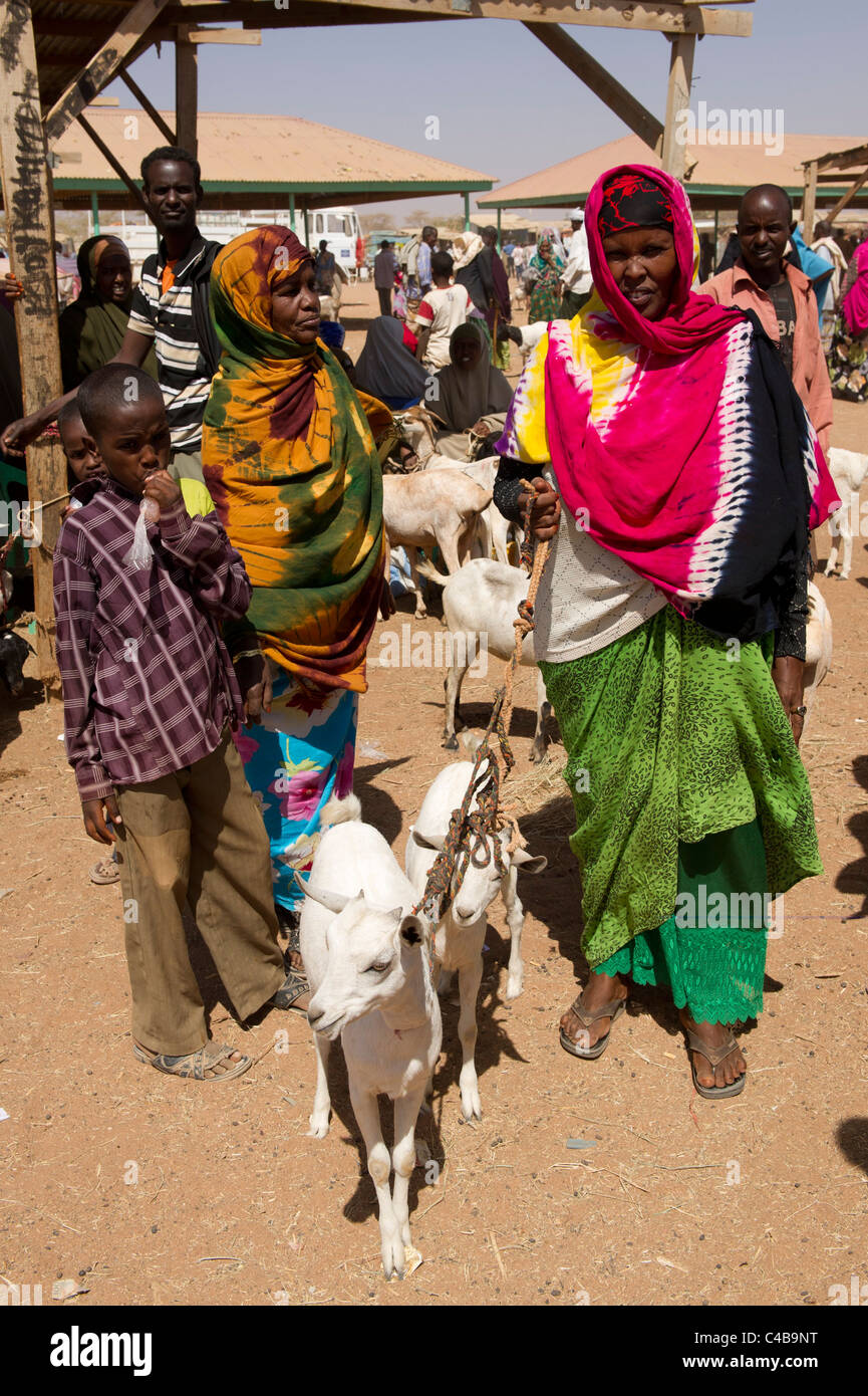 Somali goat hi-res stock photography and images - Alamy