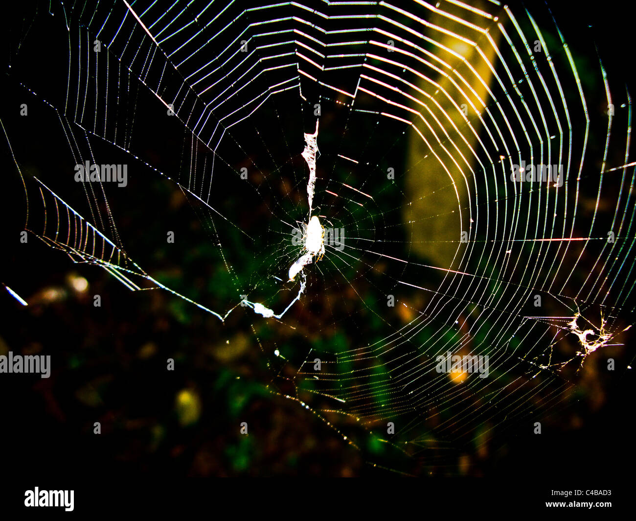 Spiderweb in the woods Stock Photo - Alamy