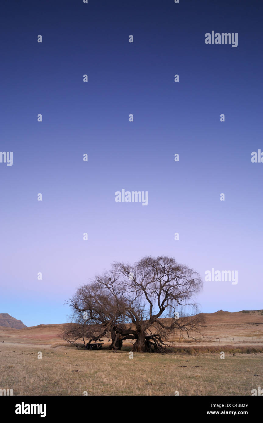 Winter deadened willow tree at twilight with mountain in background ...