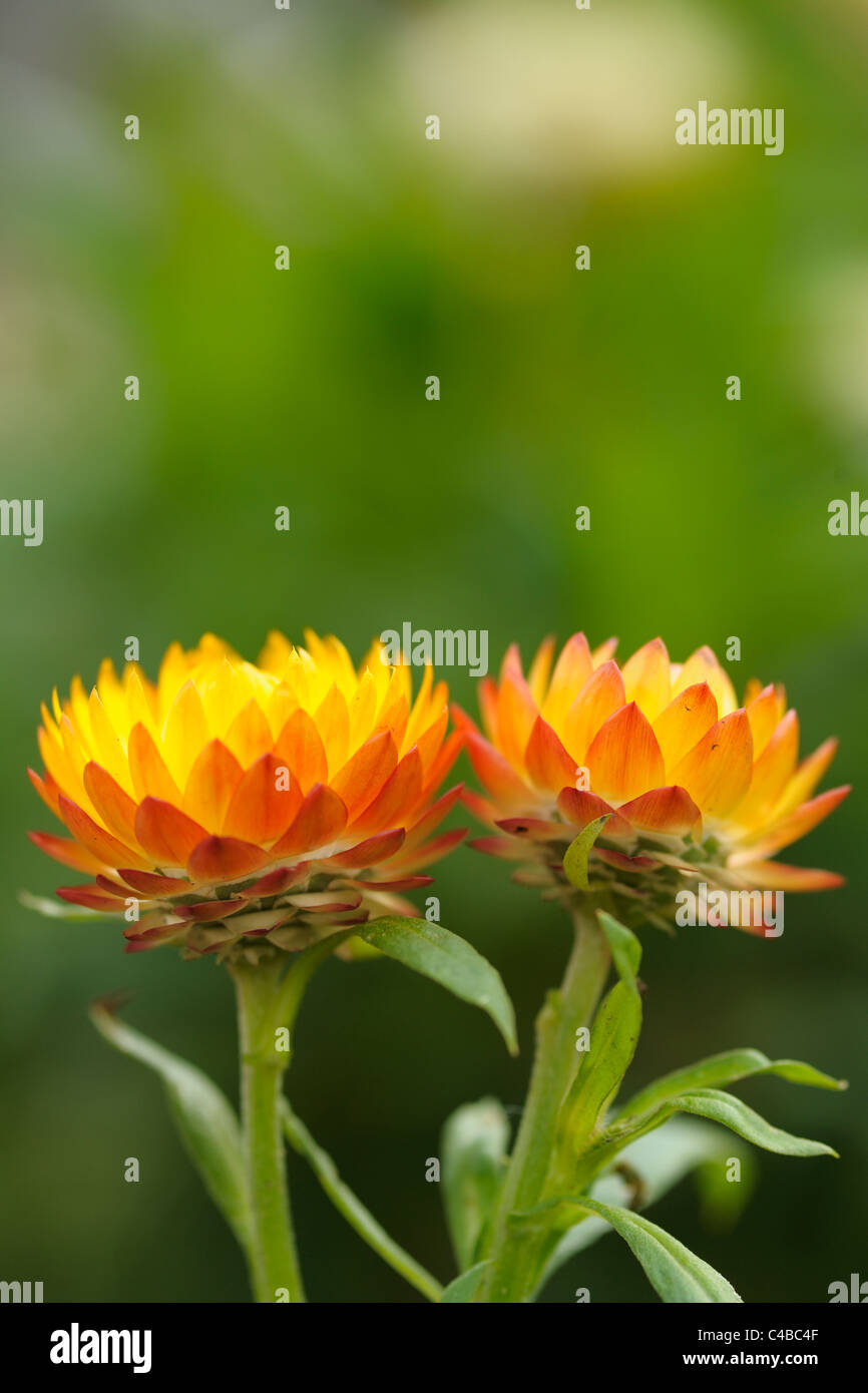 Helichrysum flower hi-res stock photography and images - Alamy