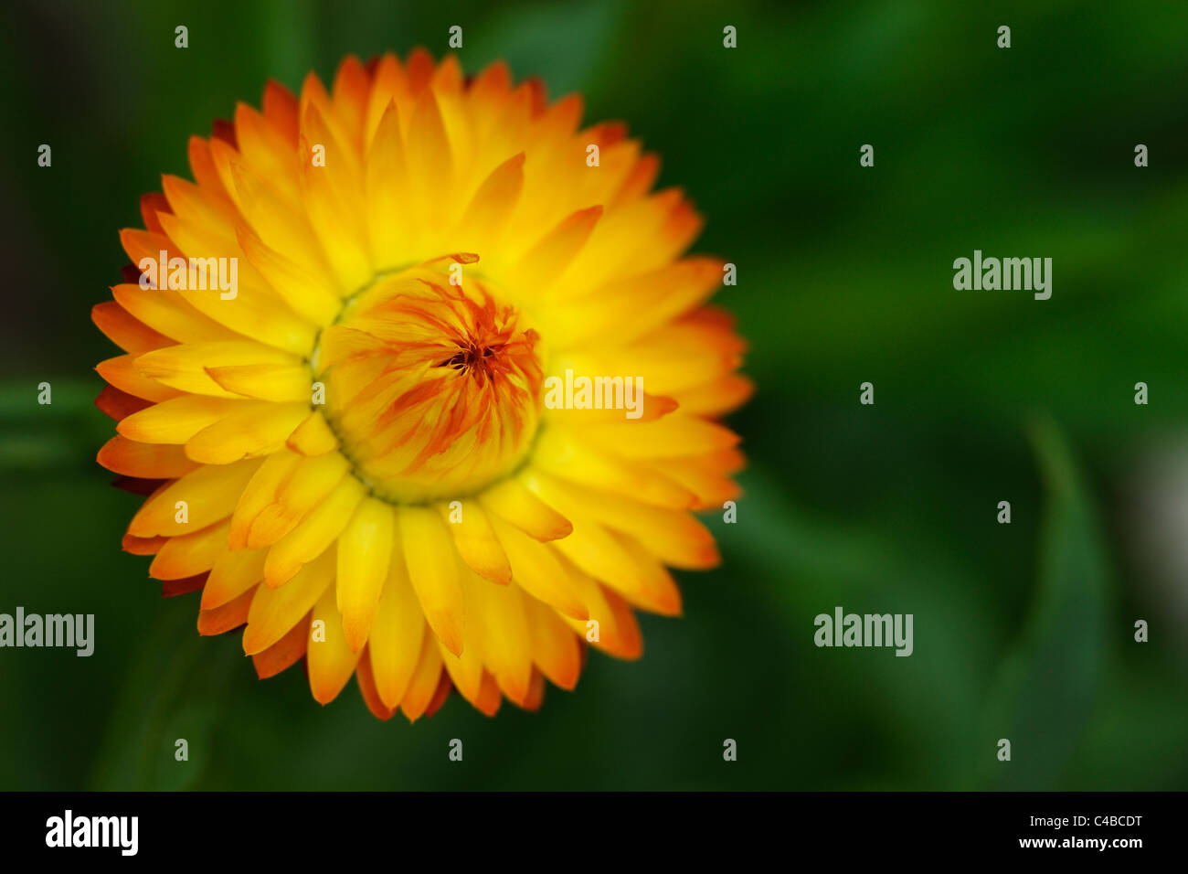 Close up of orange Helichrysum flower Stock Photo - Alamy