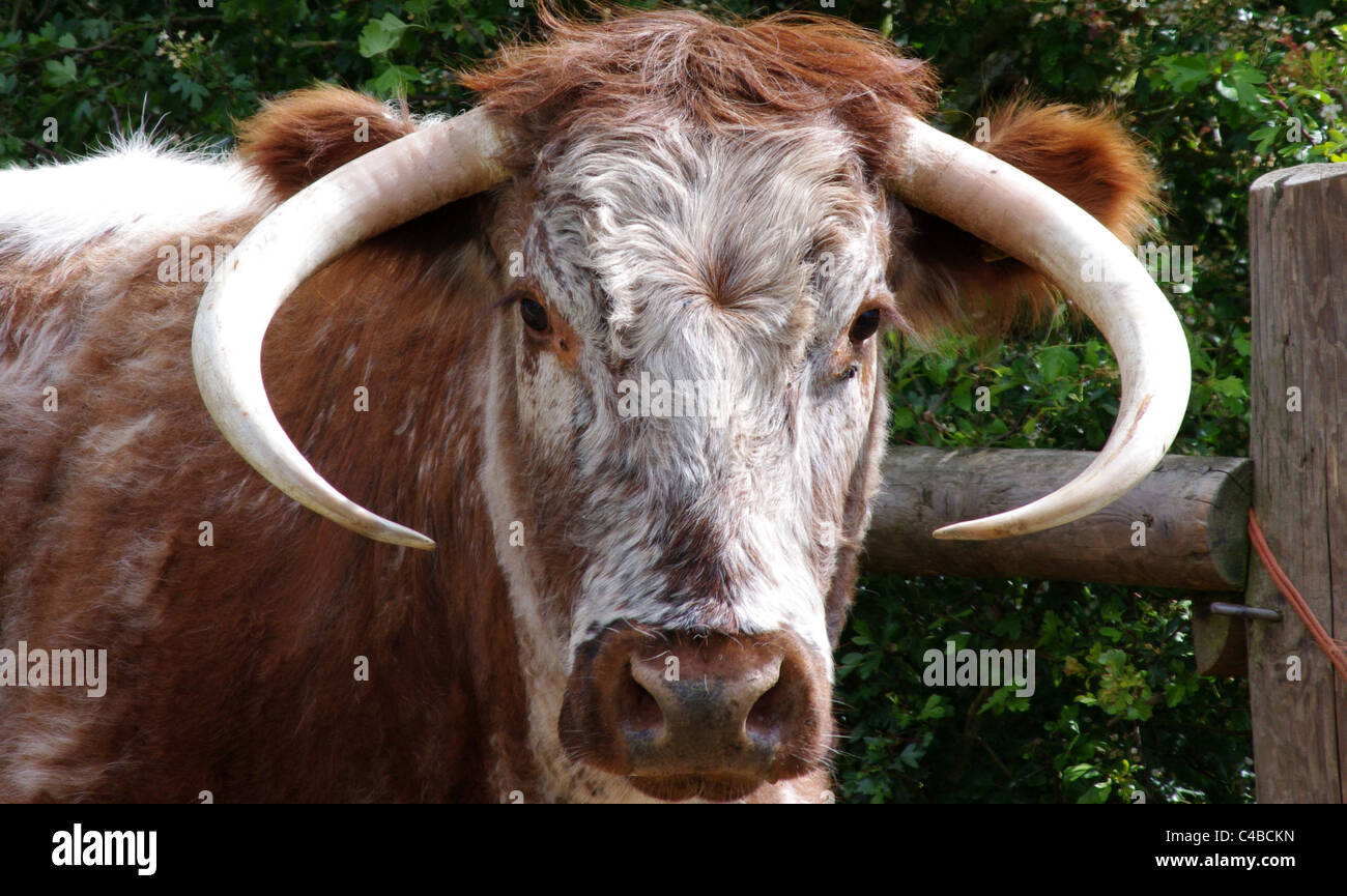 English longhorn cows hi-res stock photography and images - Alamy