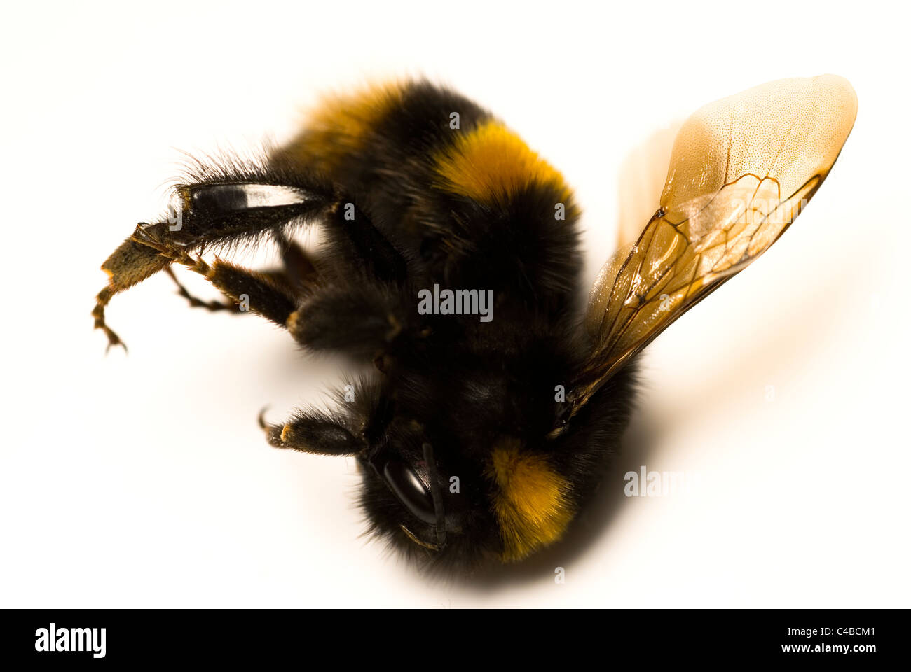 Dead bumble bee isolated on a white background Stock Photo - Alamy