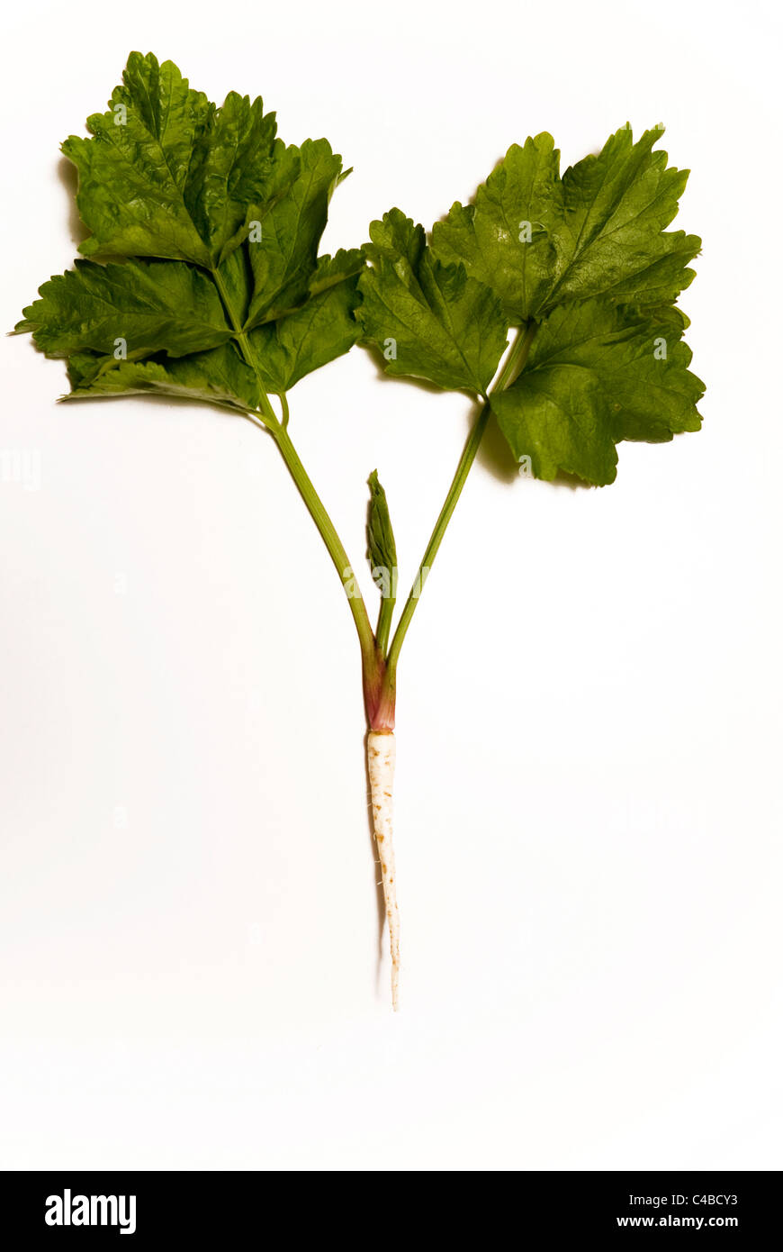 Parsnip plant with foliage isolated on a white background Stock Photo ...