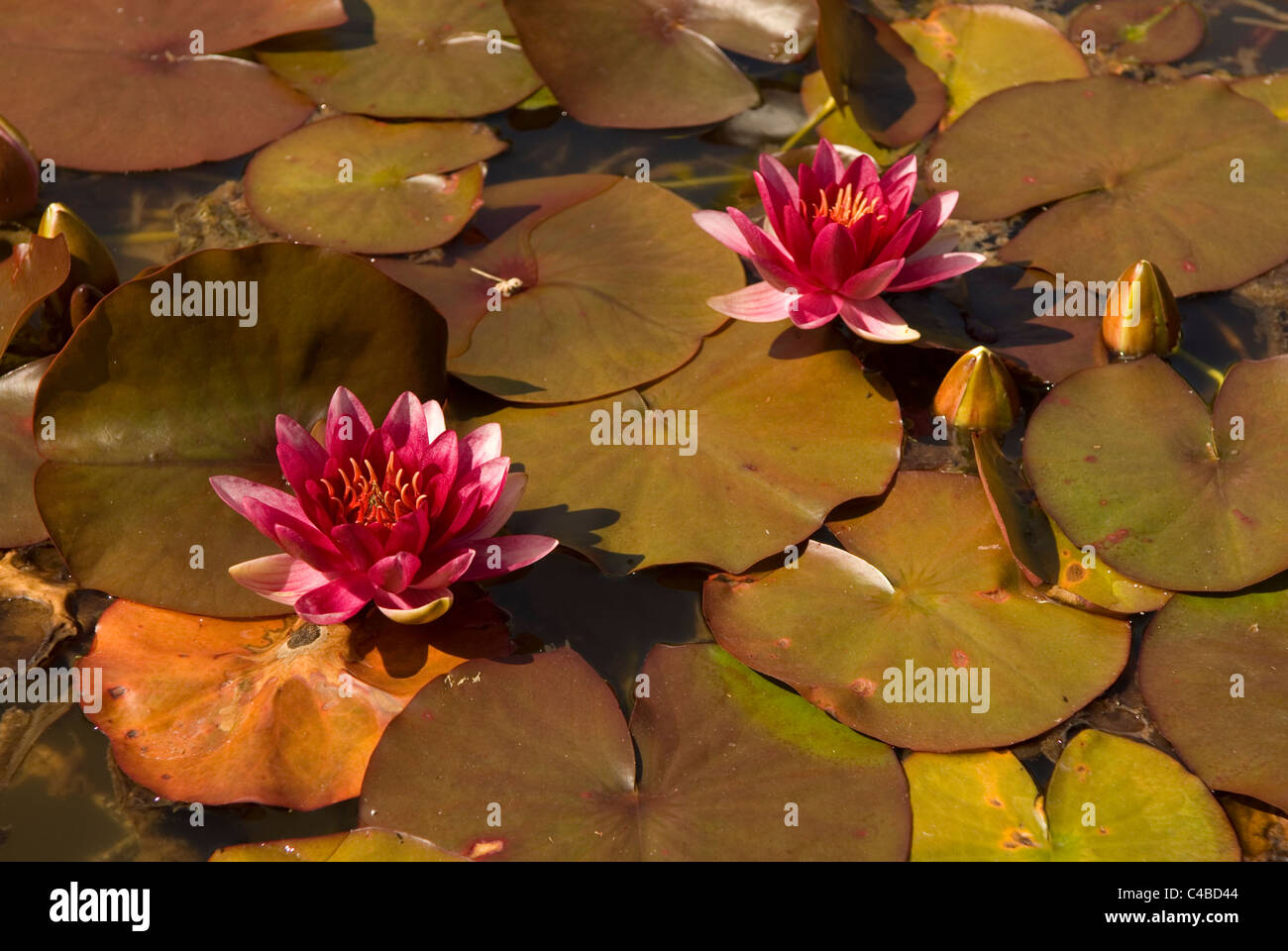 Pink water lillies flowers, buds and leaves, Nymphaea Rene Gerard Stock ...