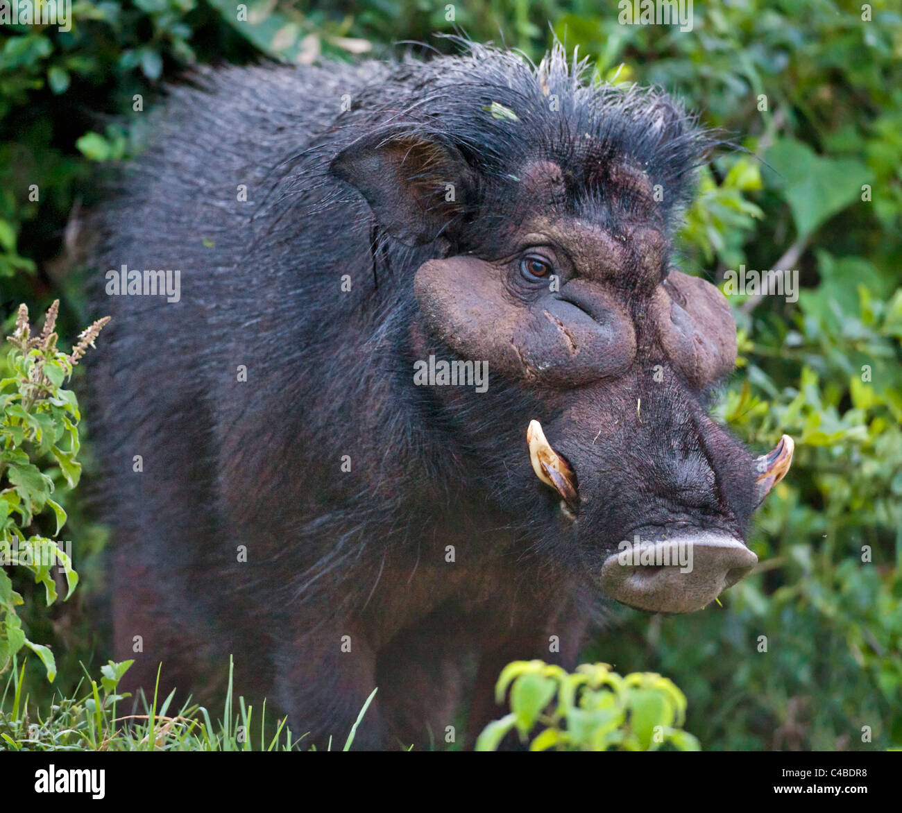 Giant hog hi-res stock photography and images - Alamy