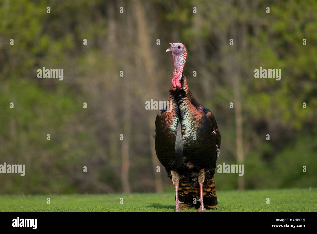 Wild turkey standing on grass hi-res stock photography and images - Alamy