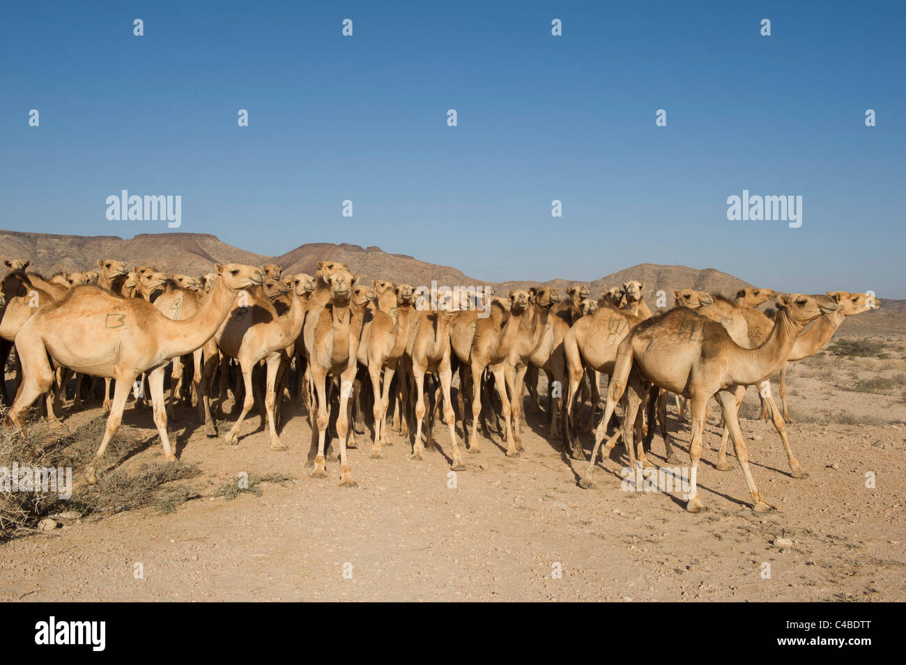 Somalia Animal Stock Photos & Somalia Animal Stock Images - Alamy