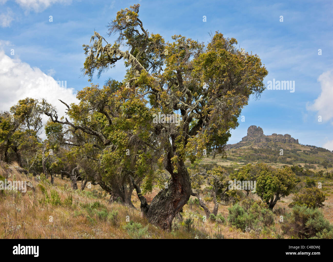 One of the craggy peaks of Mount Elgon. Rising to a height of 14,140 ...