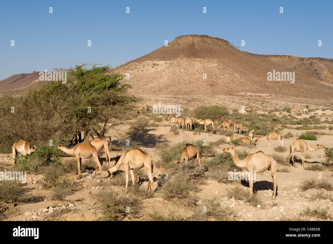 Somalia Animal Stock Photos & Somalia Animal Stock Images - Alamy