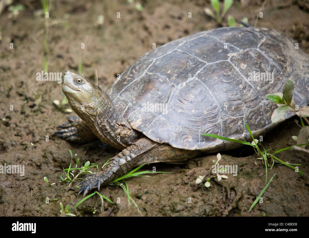 Terrapins hi-res stock photography and images - Alamy