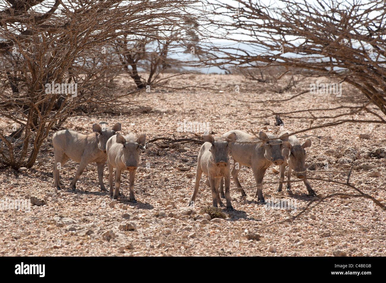 Somalia animal hi-res stock photography and images - Alamy