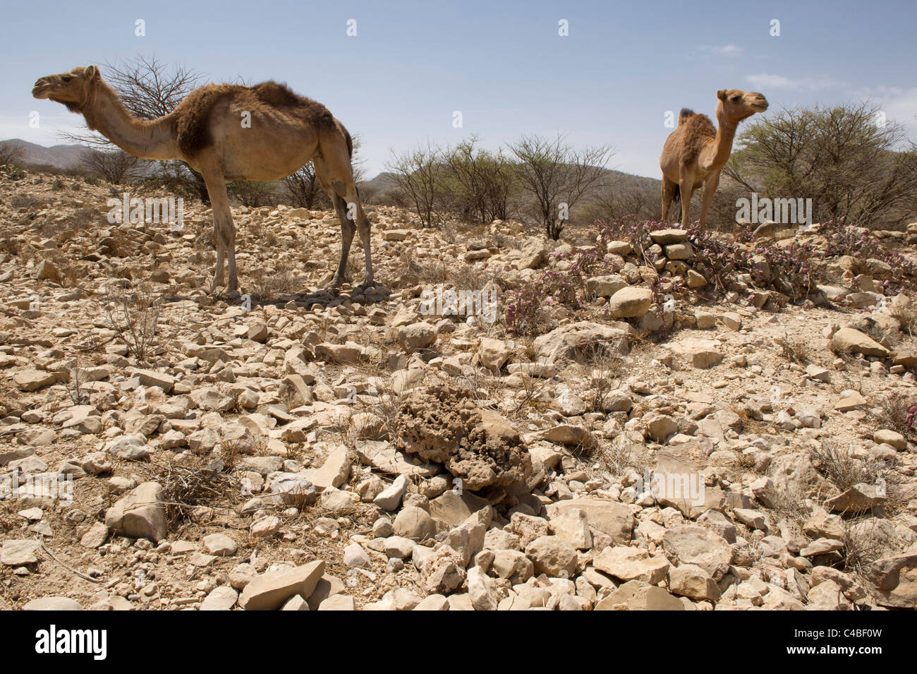Amud ruins, Ancient city from 5th century BC, Boroma, Somaliland ...