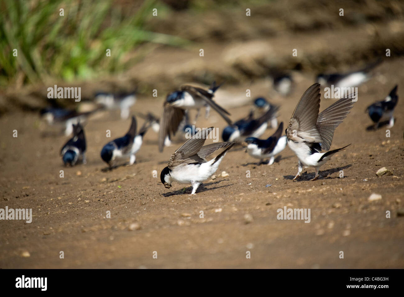House Martin’s collecting mud on the banks of the River Guadiana at ...