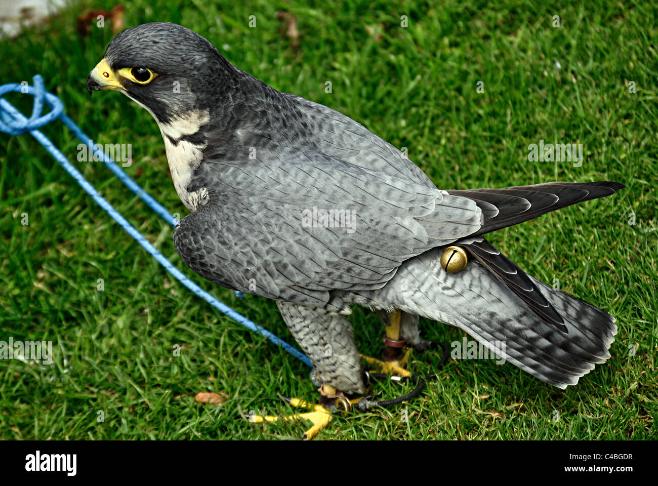 Falcon and nature hi-res stock photography and images - Alamy