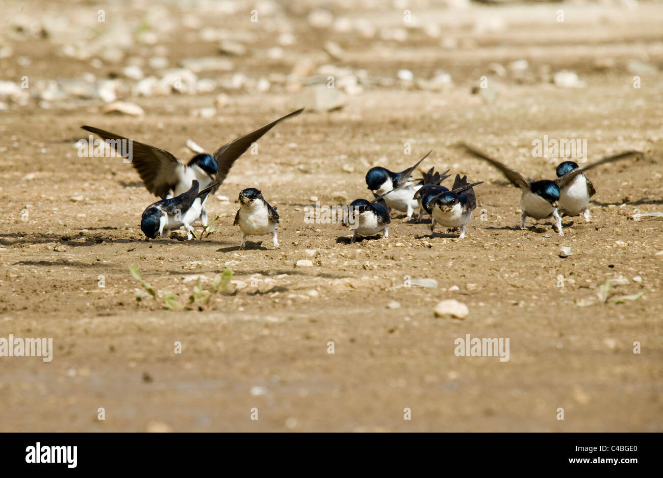 House Martin’s collecting mud on the banks of the River Guadiana at ...