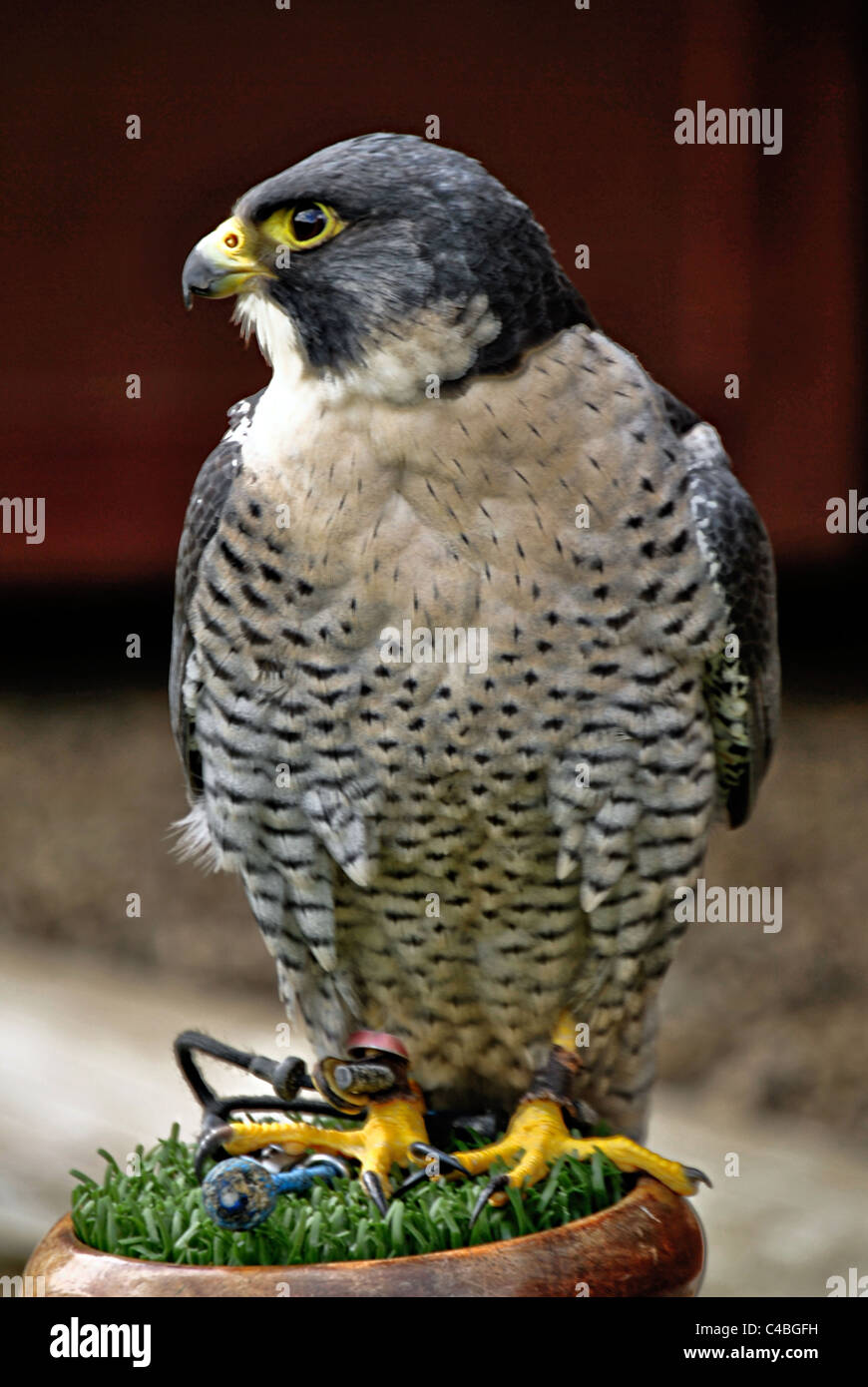 peregrine falcon (falco peregrinus Stock Photo - Alamy
