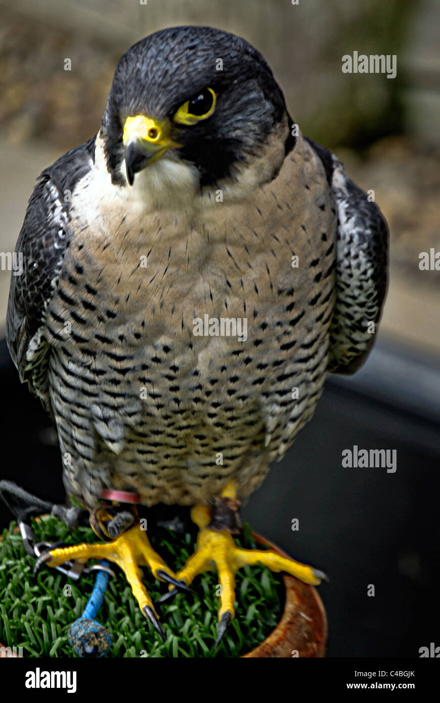 peregrine falcon (falco peregrinus Stock Photo - Alamy