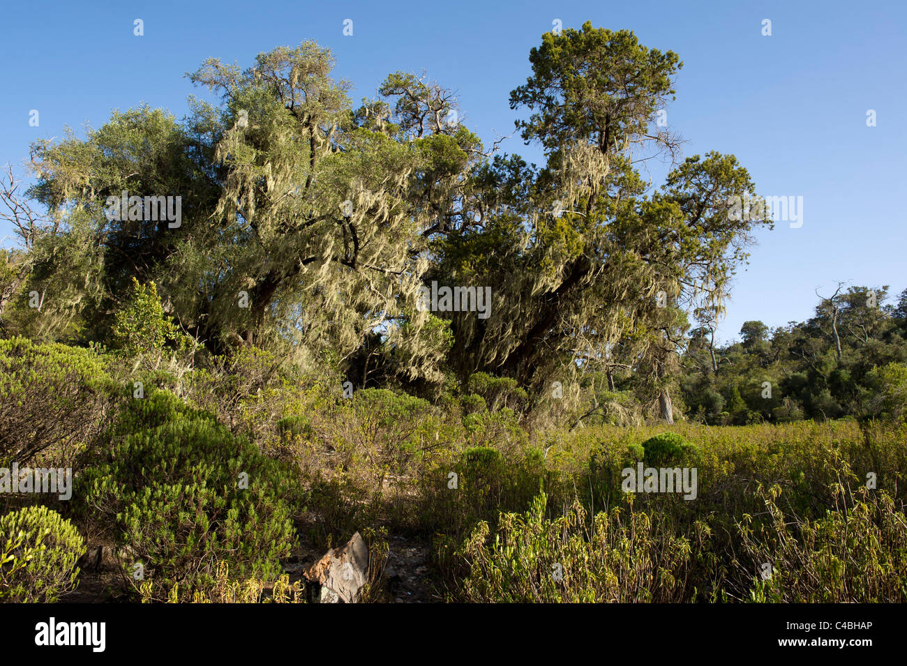 Old man's beard hanging in the trees in Daalloo Forest, near Erigavo ...