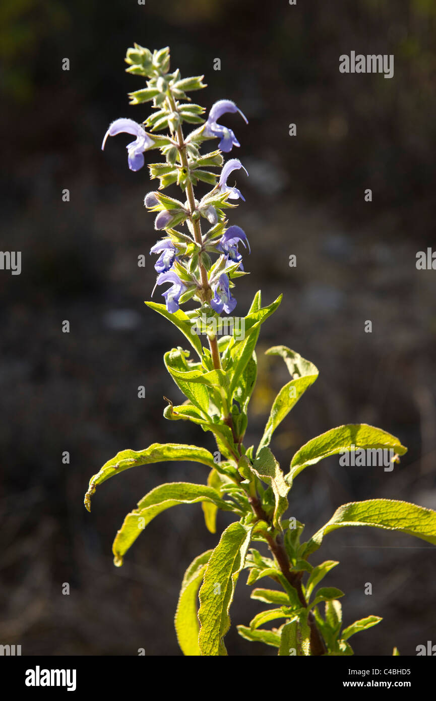 flower, Daalloo Forest, near Erigavo, Somaliland, Somalia Stock Photo ...