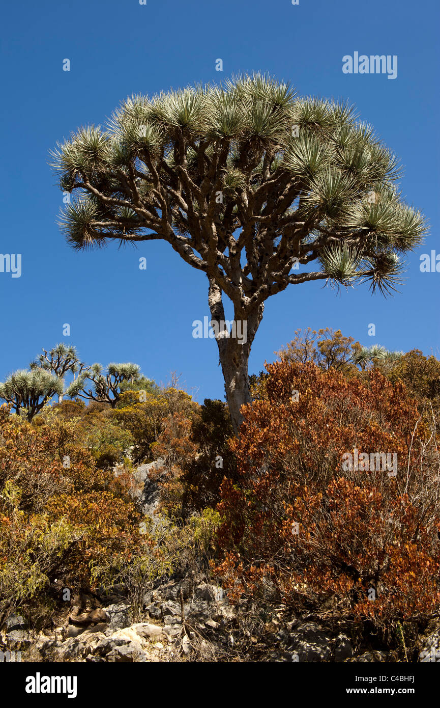 Dragon blood tree ( Draceana ombet ) on the Daallo escarpment ...
