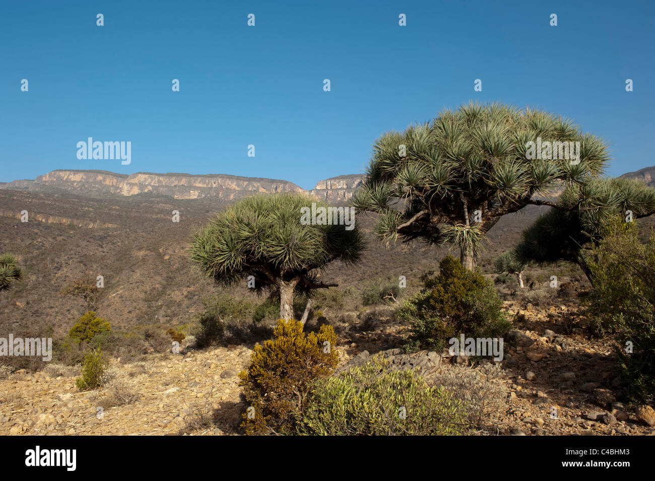 Dragon blood tree ( Draceana ombet ) on the Daallo escarpment ...
