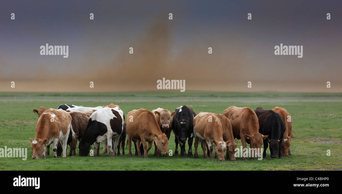 Cattle grazing with ash fall from Grimsvotn Volcanic Eruption in the ...