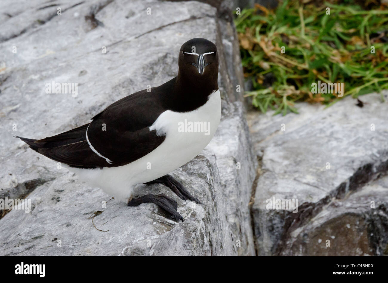 Alca hi-res stock photography and images - Alamy