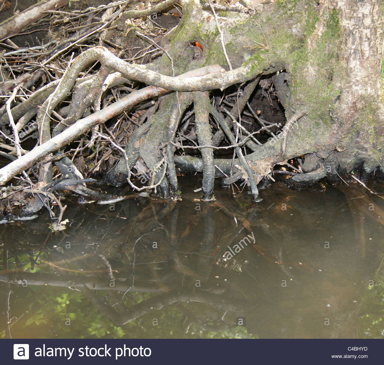 River Bank Tree Roots Stock Photos & River Bank Tree Roots Stock Images ...