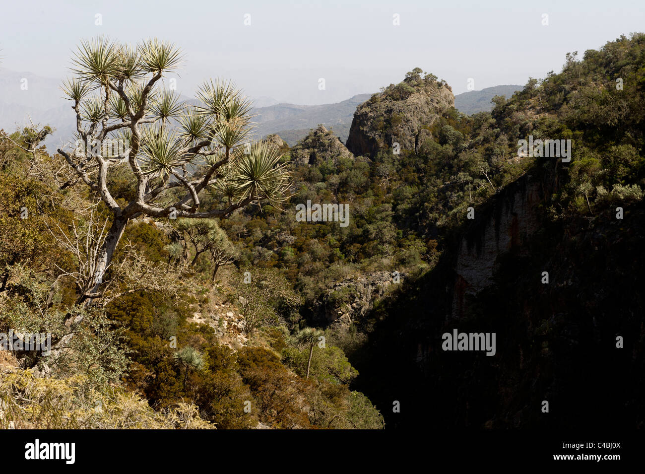 Dragon blood tree ( Draceana ombet ) on the Daallo escarpment ...