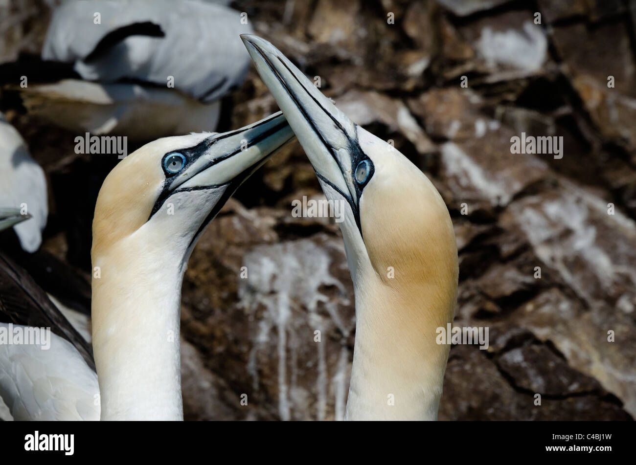 Mating Northern Gannet High Resolution Stock Photography and Images - Alamy