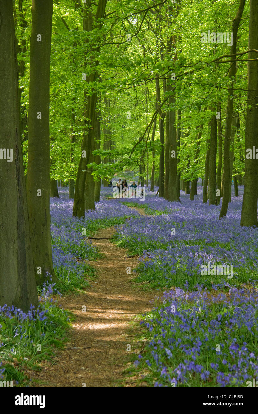 Bluebells forest, Berkhamsted, Hertfordshire, England, UK Stock Photo ...