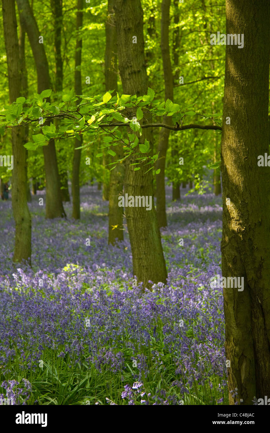 Bluebells forest, Berkhamsted, Hertfordshire, England, UK Stock Photo ...